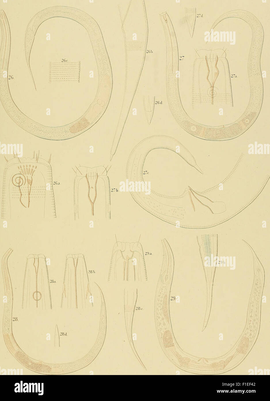 This 1884 monograph focuses on nematodes living in pure earth and sweet ...