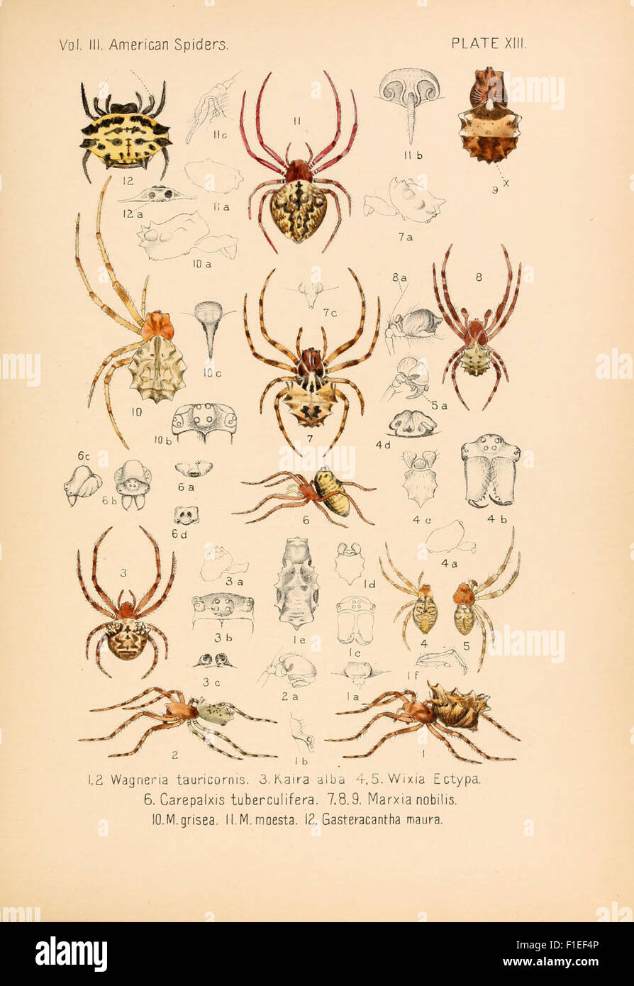This work explores the various species of spiders native to the United ...