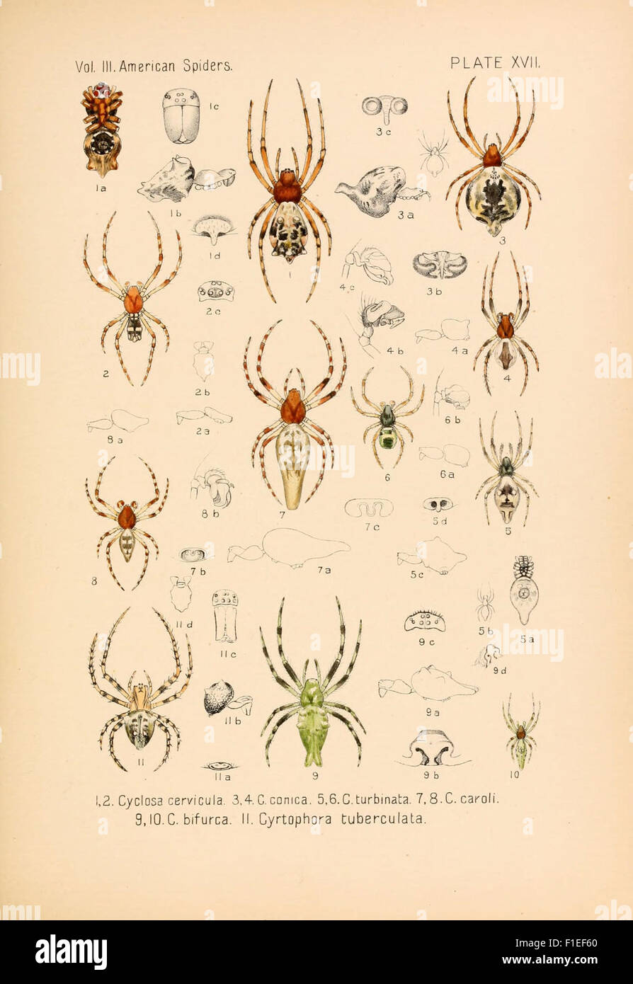 'American Spiders and Their Spinningwork' is a historical work that ...