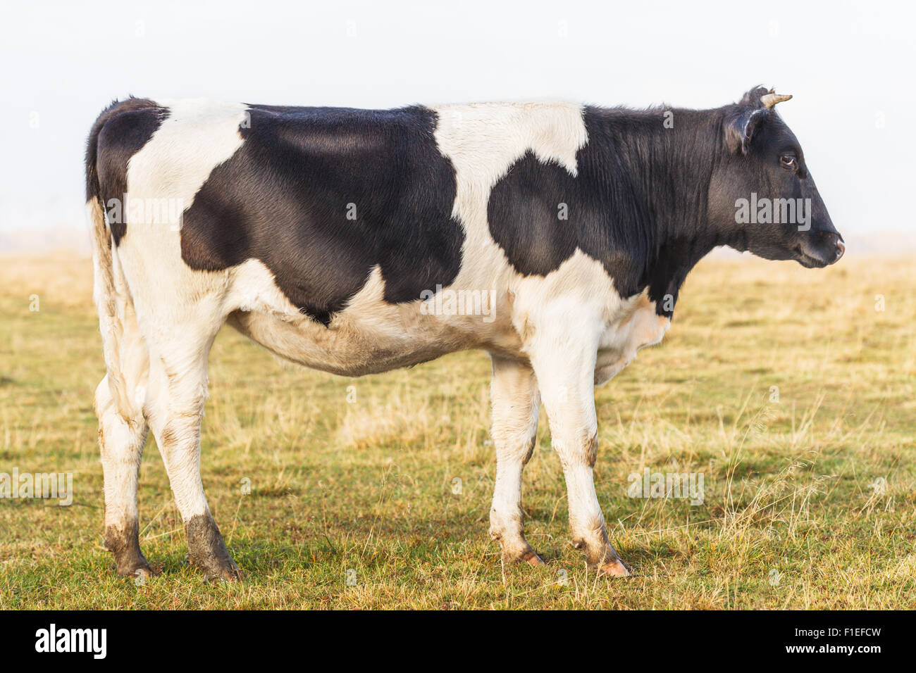 The calf in the pasture, side view Stock Photo - Alamy