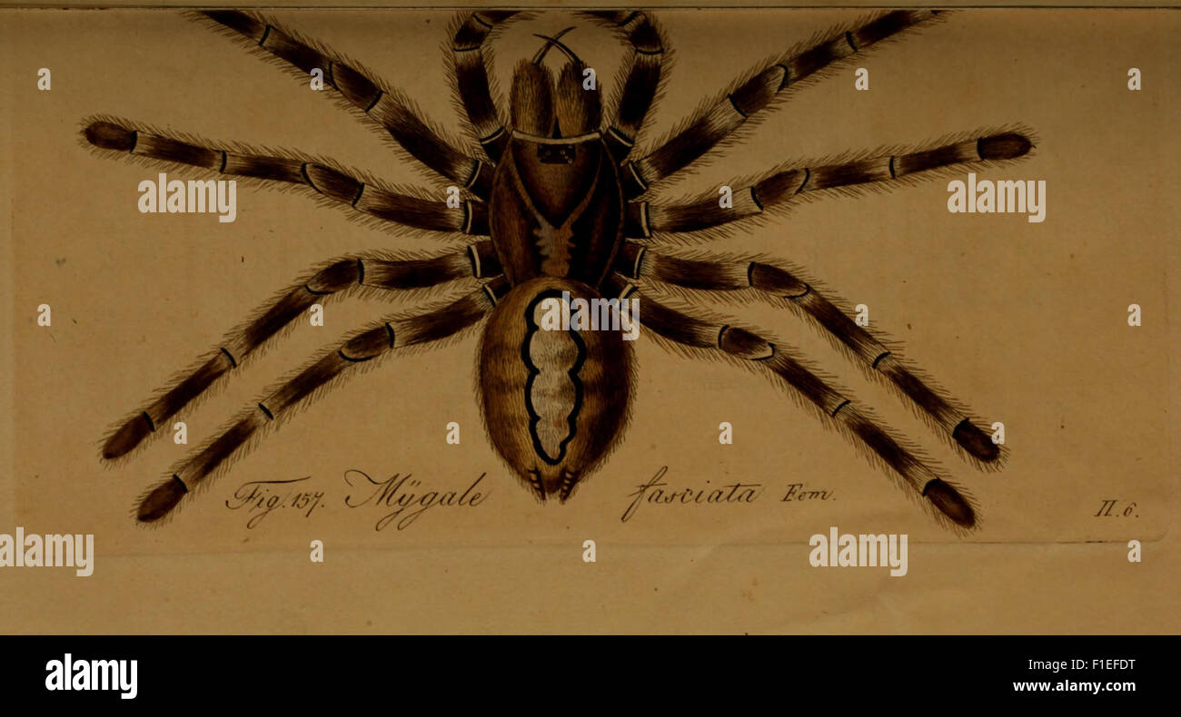 Die Arachniden explores the study of arachnids, including spiders ...