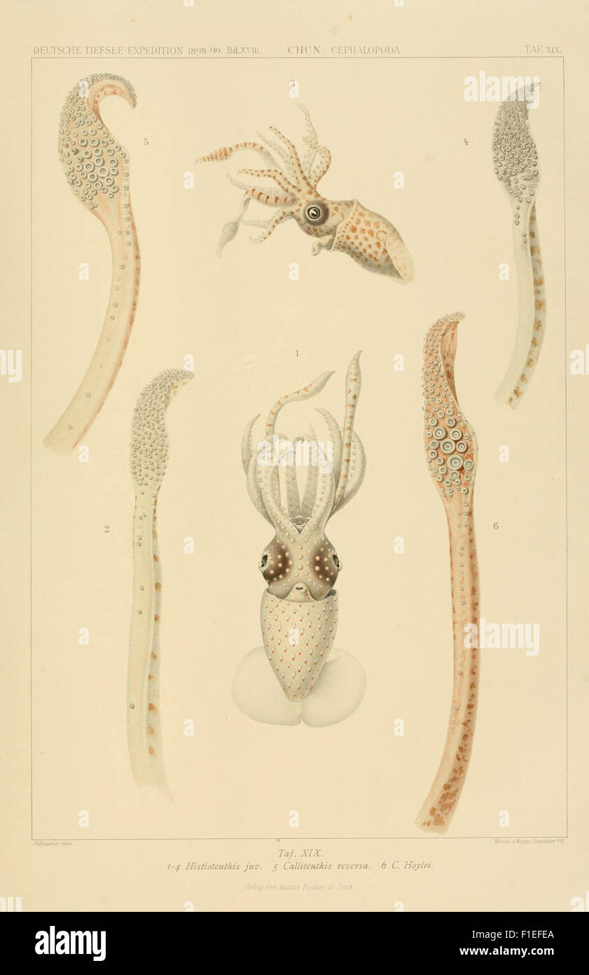 This work focuses on cephalopods, detailing their characteristics ...