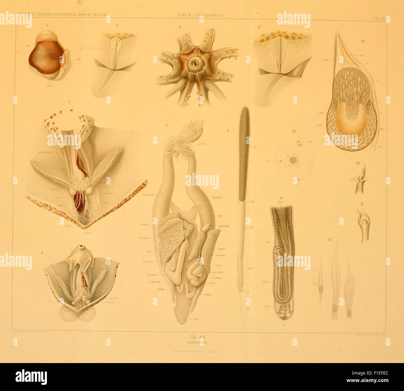 This 19th-century work details the anatomy and classification of ...