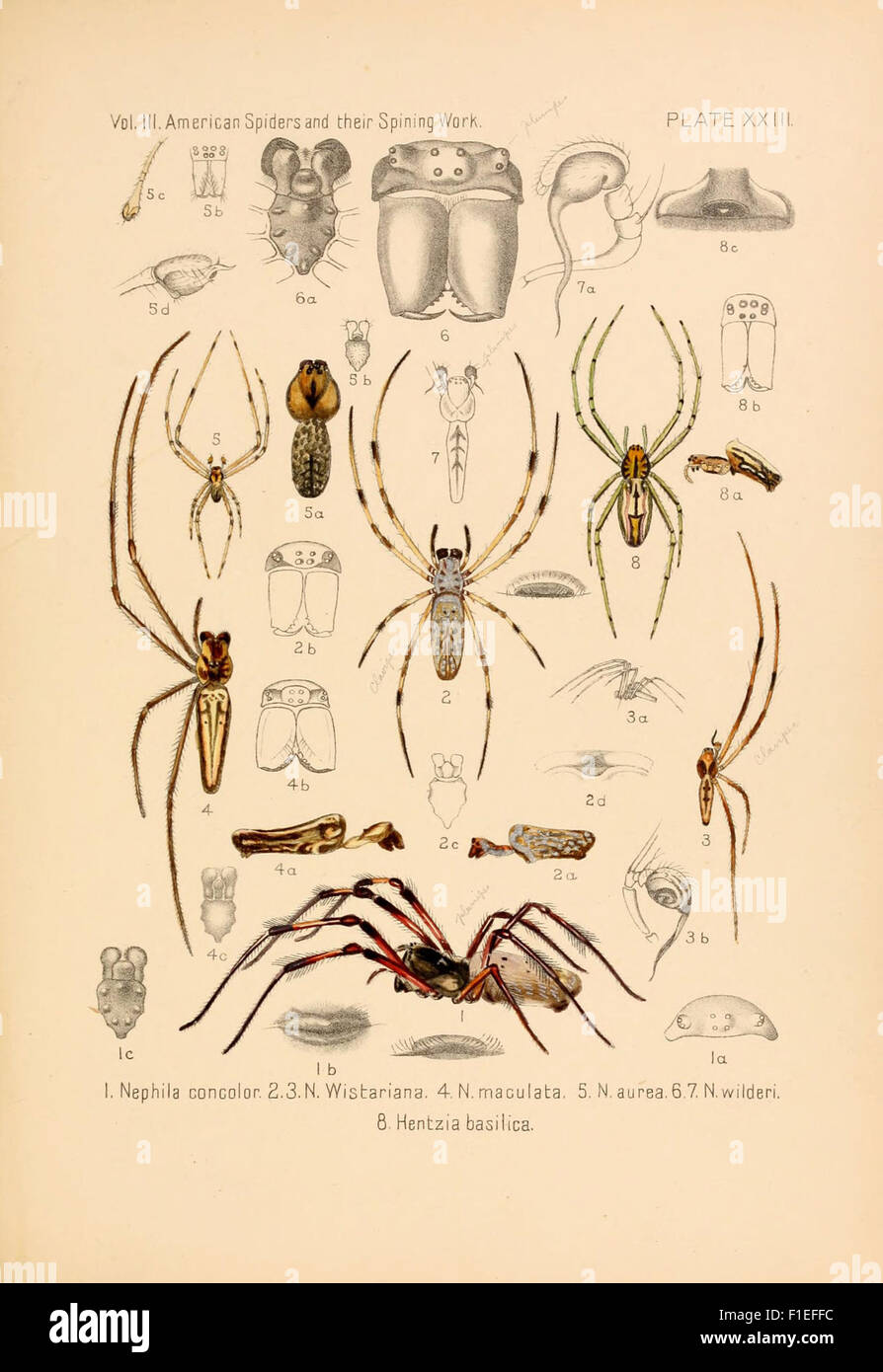 This work focuses on the diverse species of spiders native to the ...
