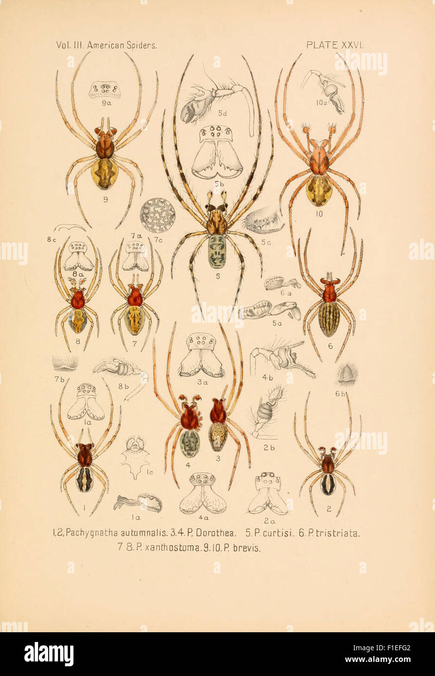 This work documents the spiders native to the United States, focusing ...