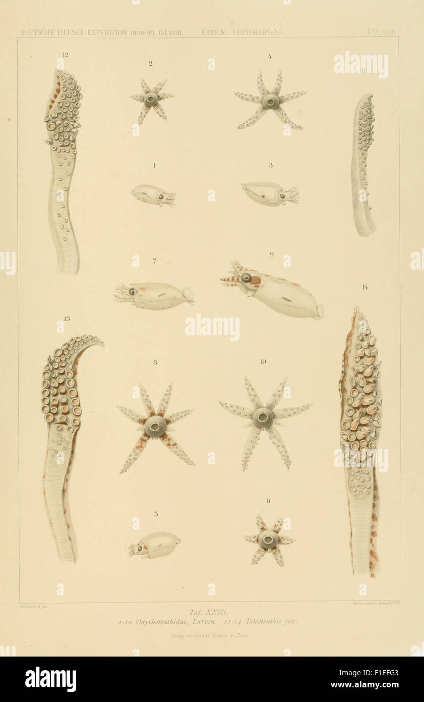 This work focuses on cephalopods, detailing their biology, morphology ...