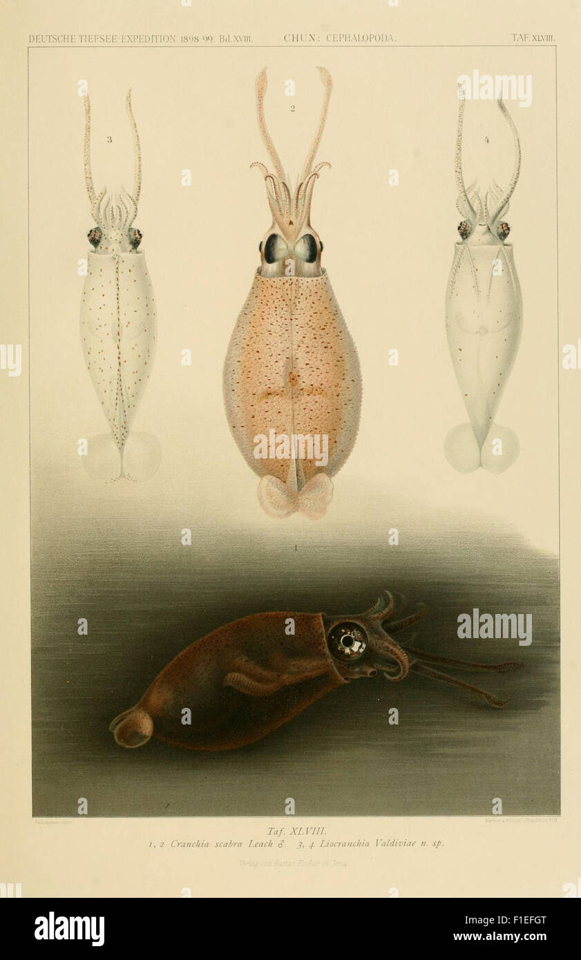 This historical work on cephalopods focuses on the species discovered ...