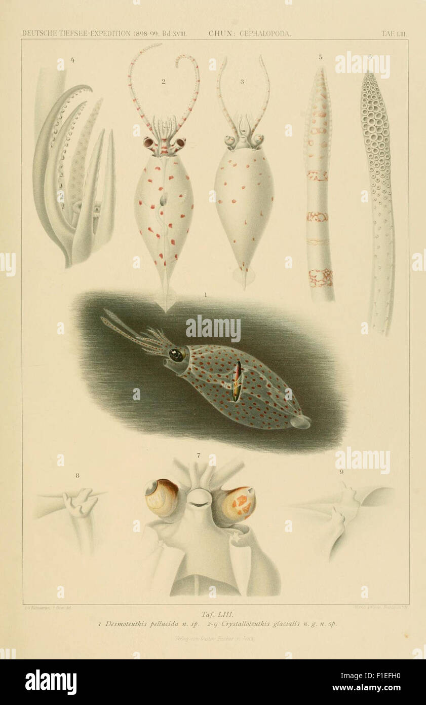 This work on cephalopods focuses on the study of marine mollusks ...