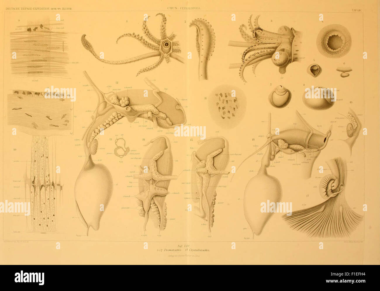 'Die Cephalopoden' is a zoological work documenting cephalopods ...