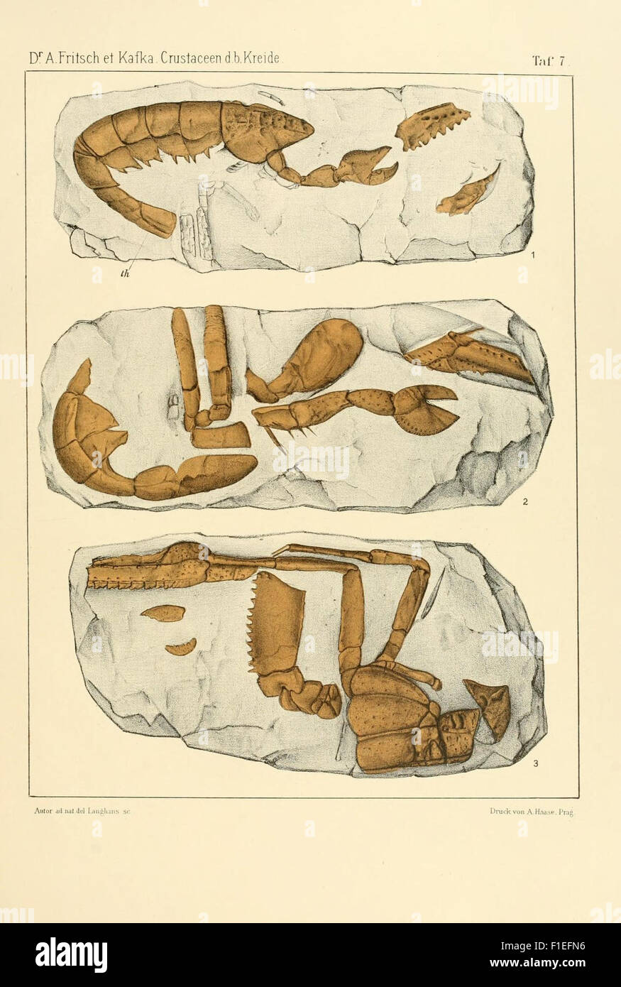 'Die Crustaceen der Böhmischen Kreideformation' is a paleontological ...