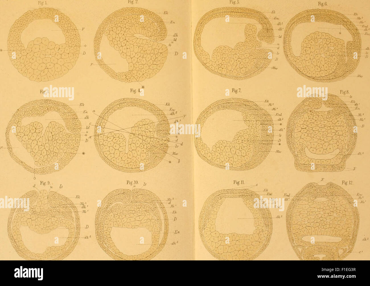 This 1883 work details the development of the mesoderm (middle germ ...