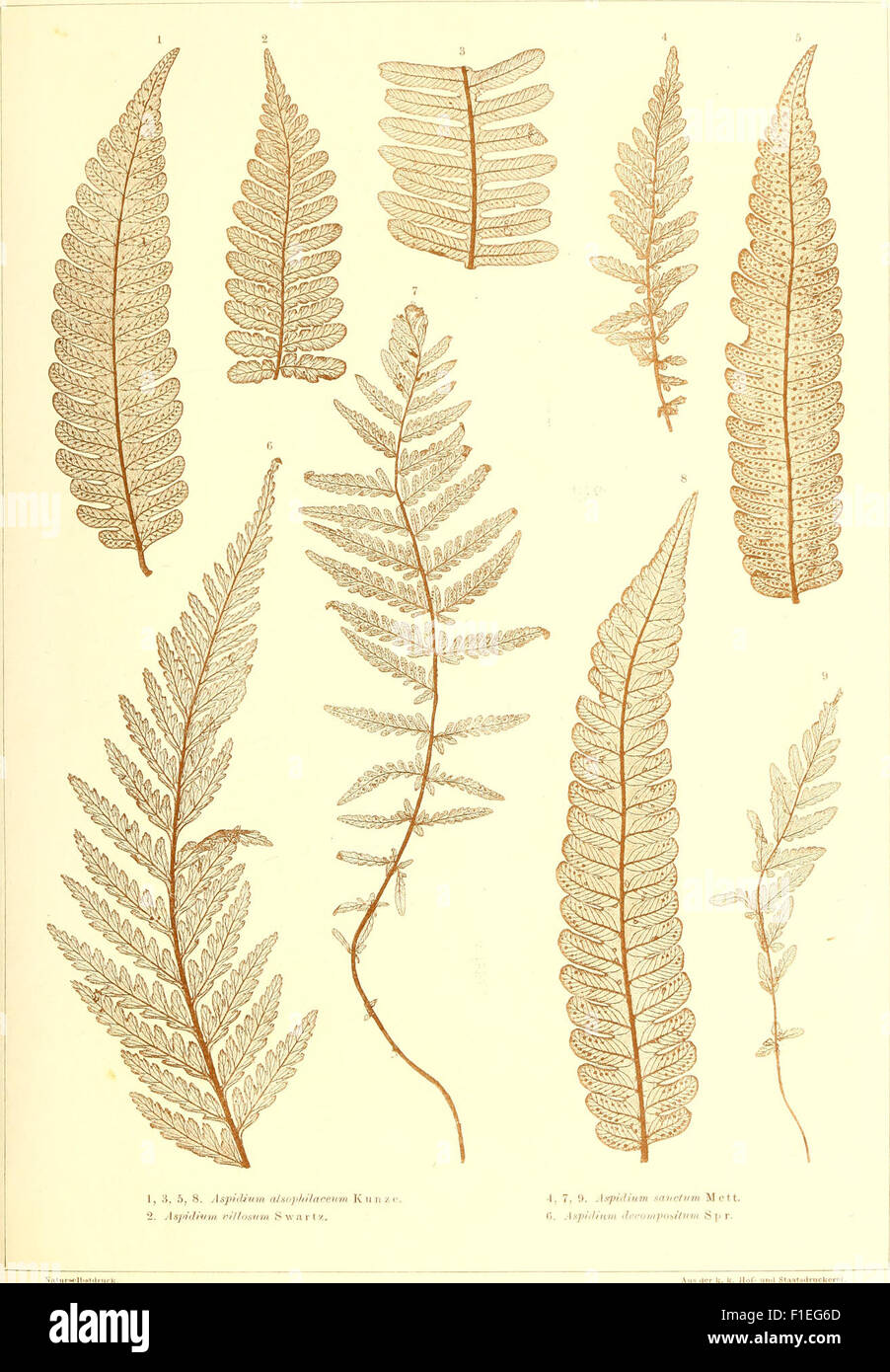 This 1865 work examines the fossilized remains of ferns, using surface ...