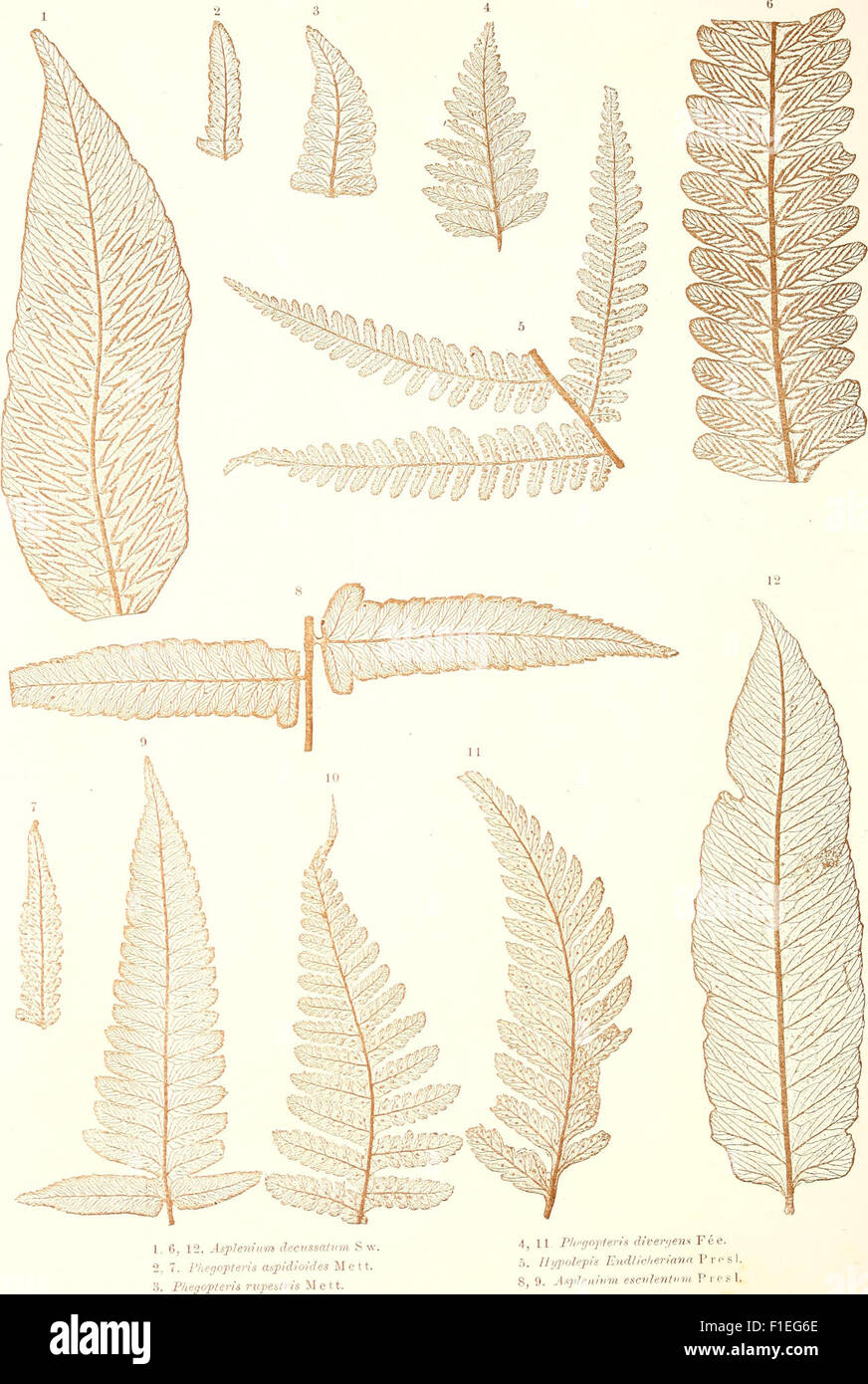 This 1865 work investigates and classifies ferns from past geological ...