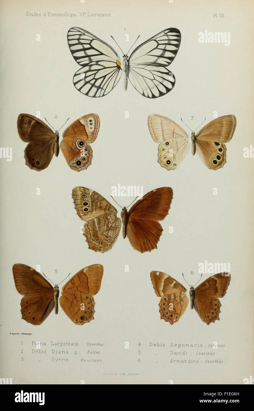 Études d'entomologie is a detailed entomological work focusing on ...
