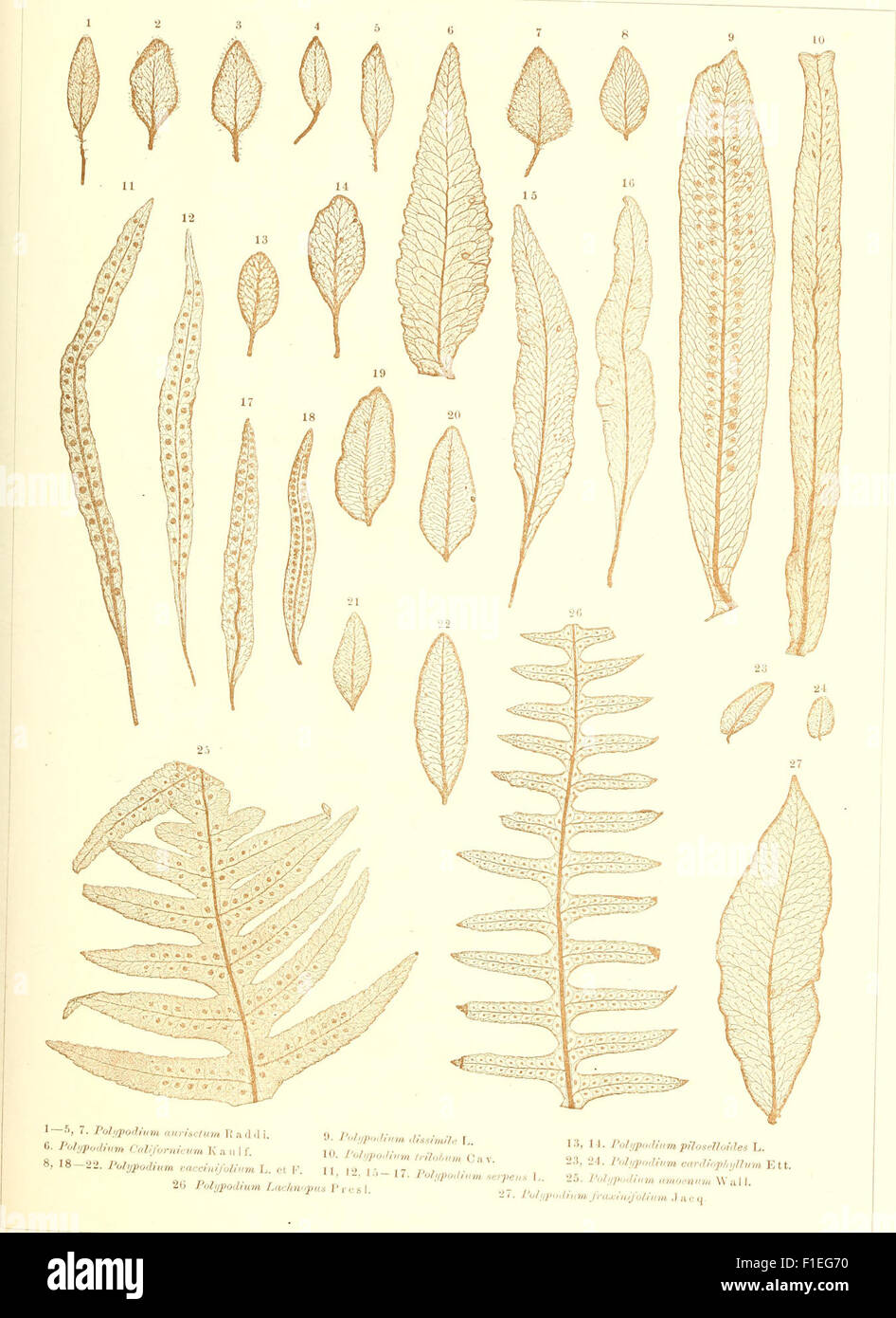 'Die Farnkräuter der Jetztwelt' (The Ferns of the Present World) is a ...