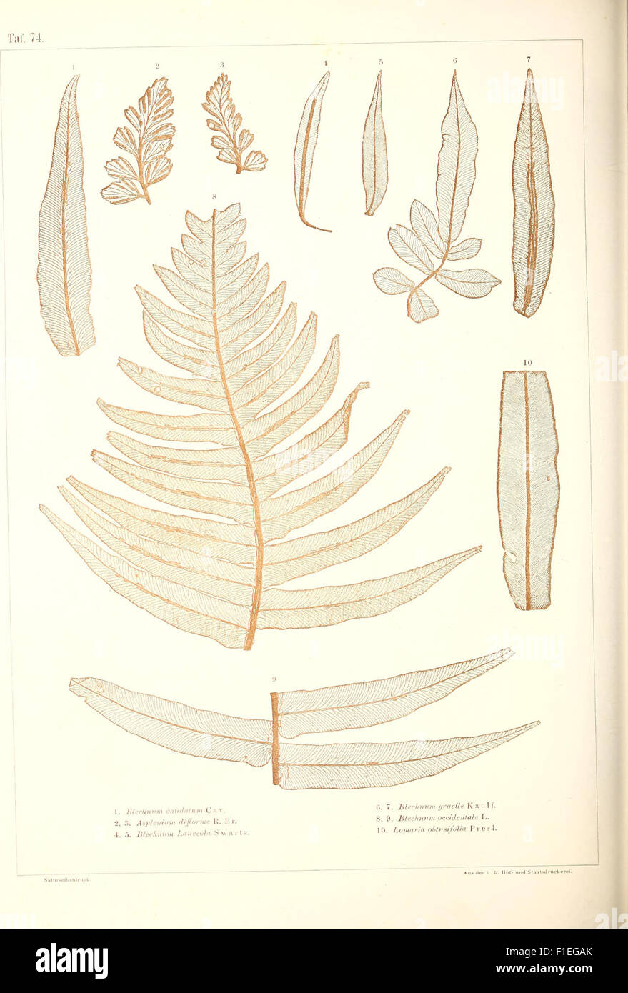 This 1865 Work Explores Modern Ferns And Their Prehistoric Ancestors Focusing On Fossilized