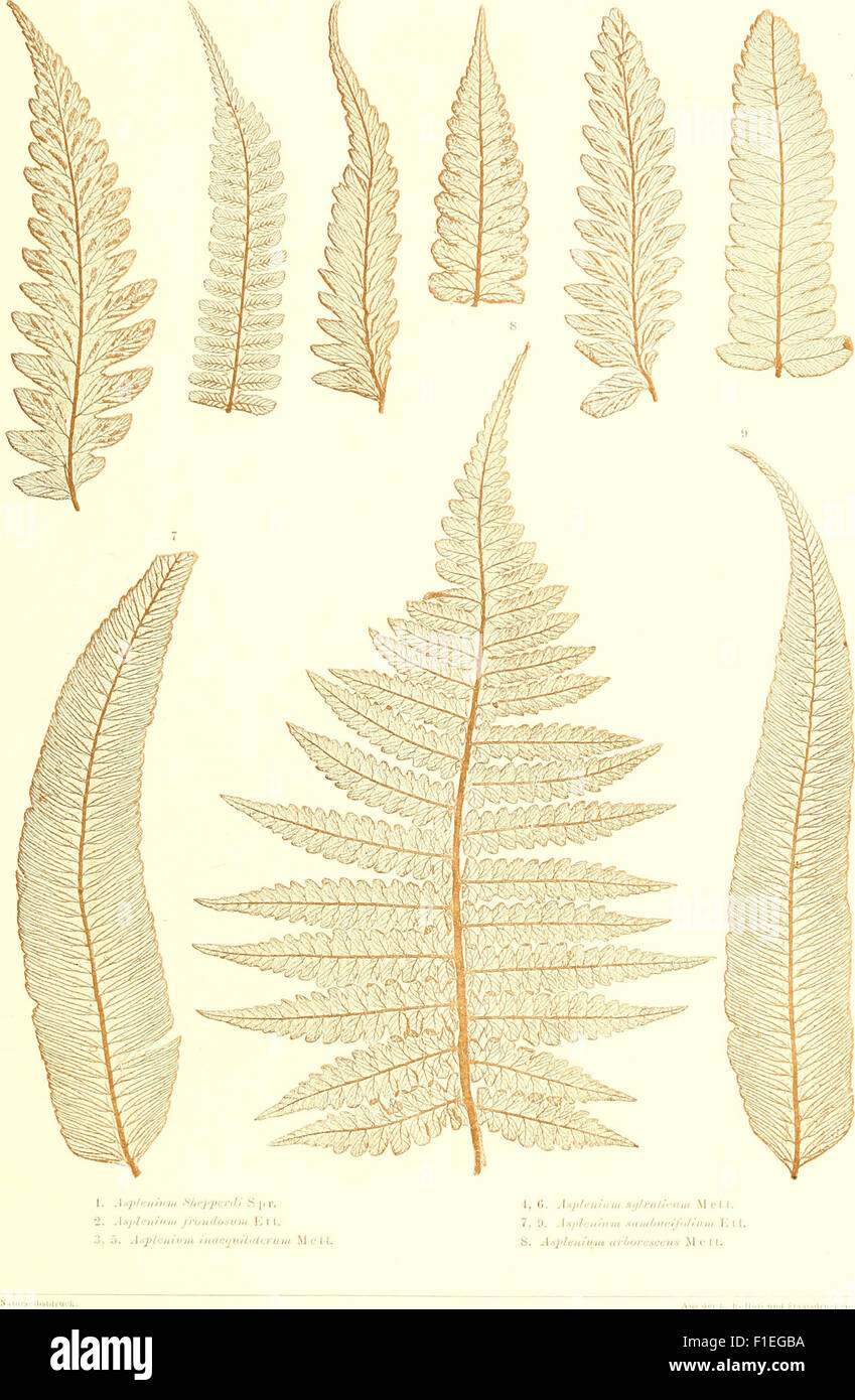 This 1865 work focuses on the fossilized remains of ferns from ...