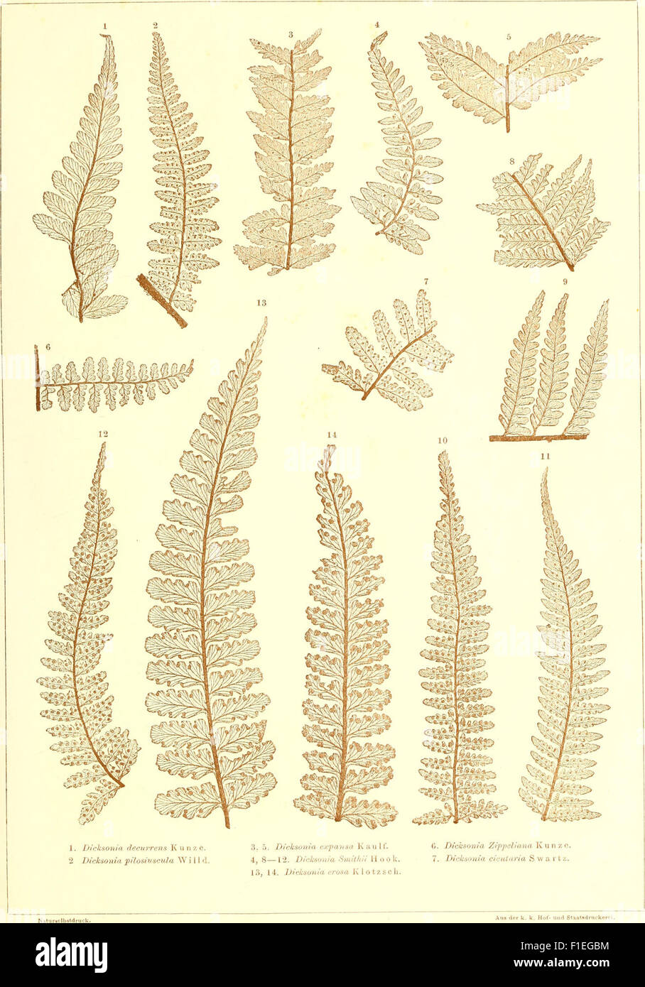 This 1865 botanical work explores the study of ferns and their fossils ...