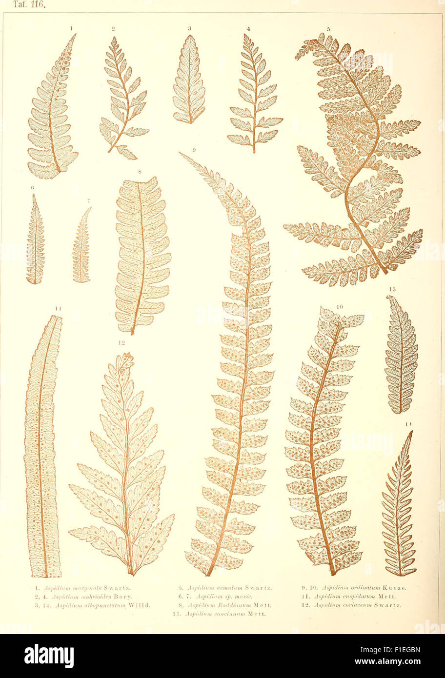 This 1865 work studies the ferns of today, with a focus on identifying ...