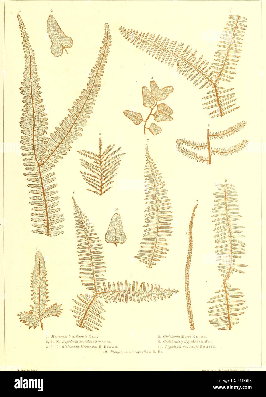 A Scientific Work From 1865 Analyzing Present Day Ferns And Fossilized Remnants From Ancient