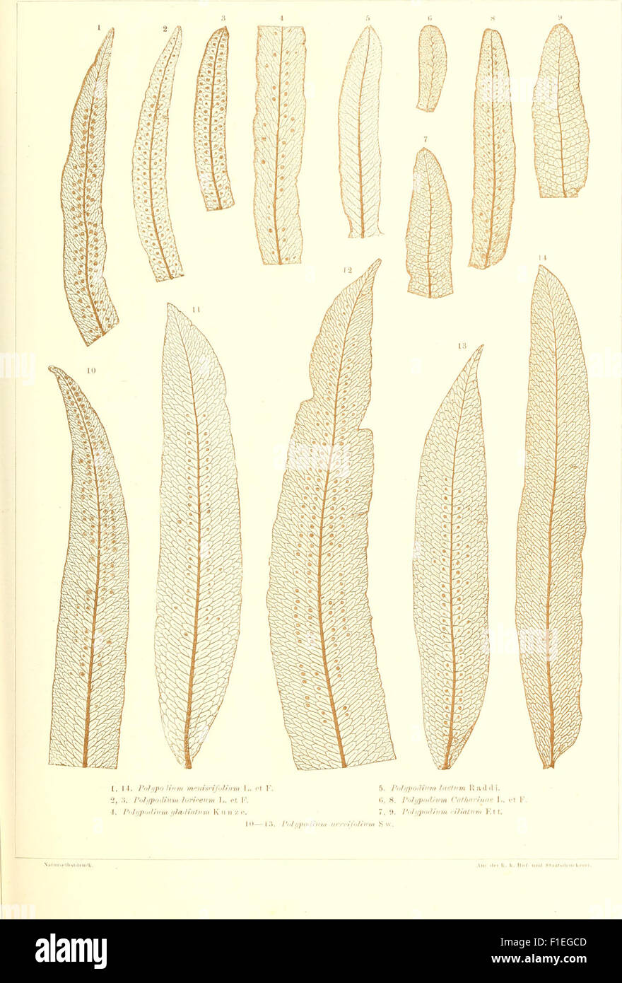 This 1865 Work Explores The Fossilized Ferns Found In Earths Crust Focusing On Their