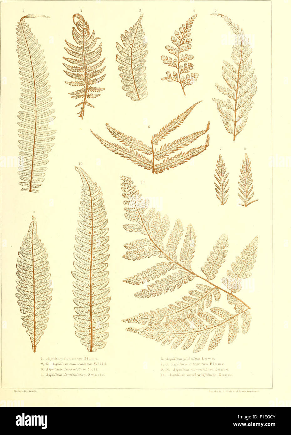 This 1865 work focuses on the study of extinct plant species ...
