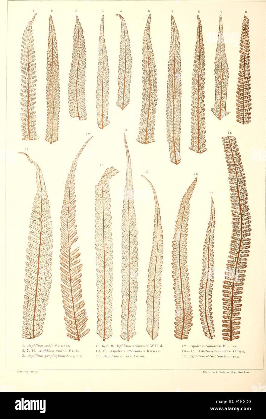 This 1865 work focuses on the study and identification of ferns and ...