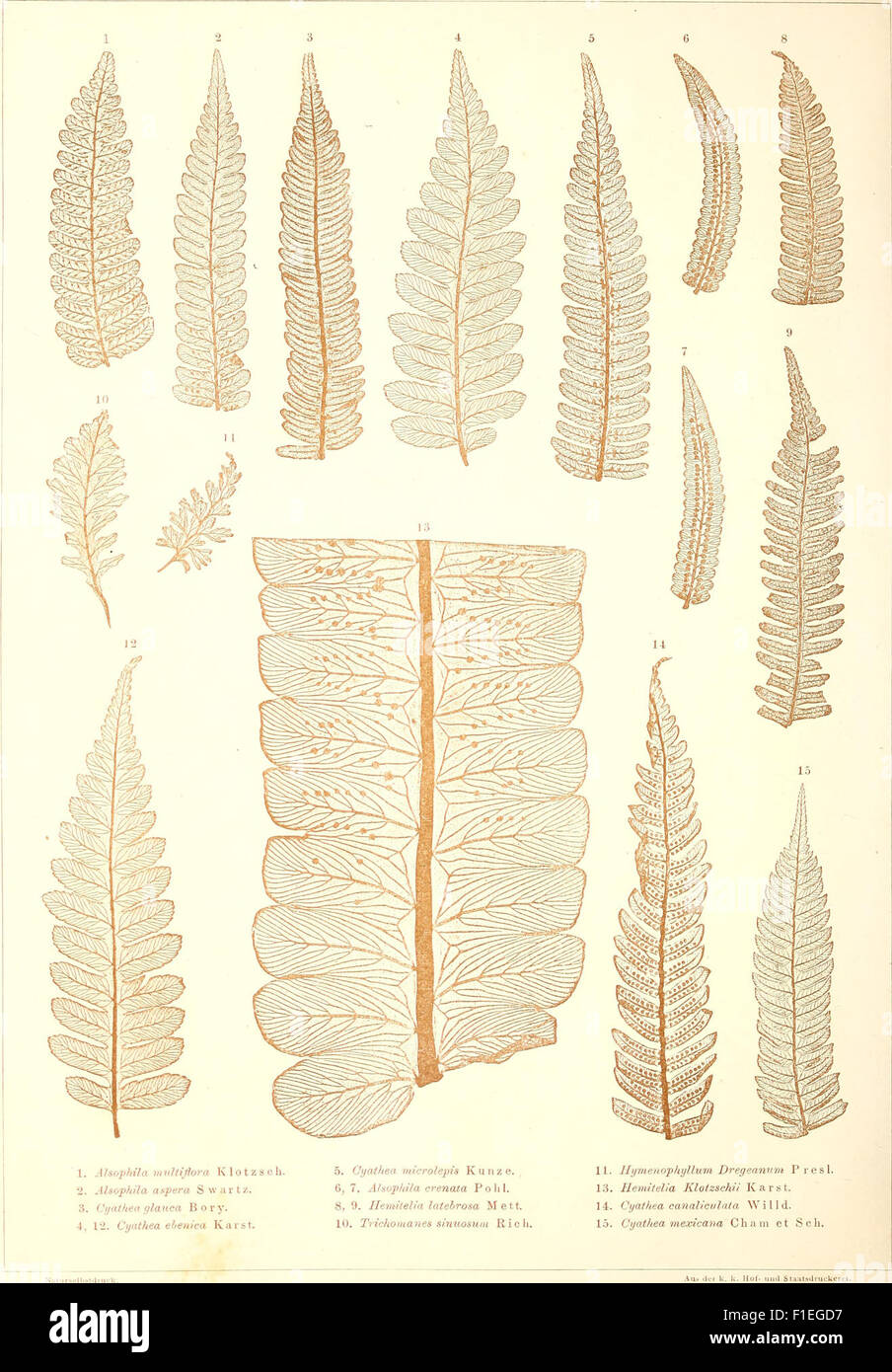 This 1865 Work Examines Ferns And Their Fossilized Remains In Earths Crust Formations It