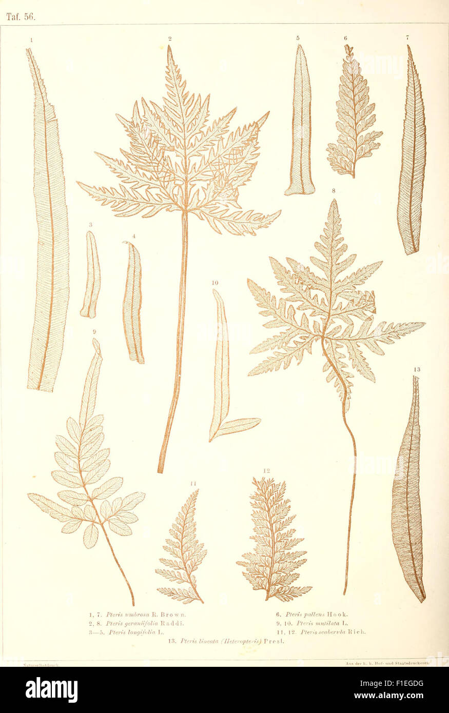 This 1865 work examines the ferns of the modern world and their ...