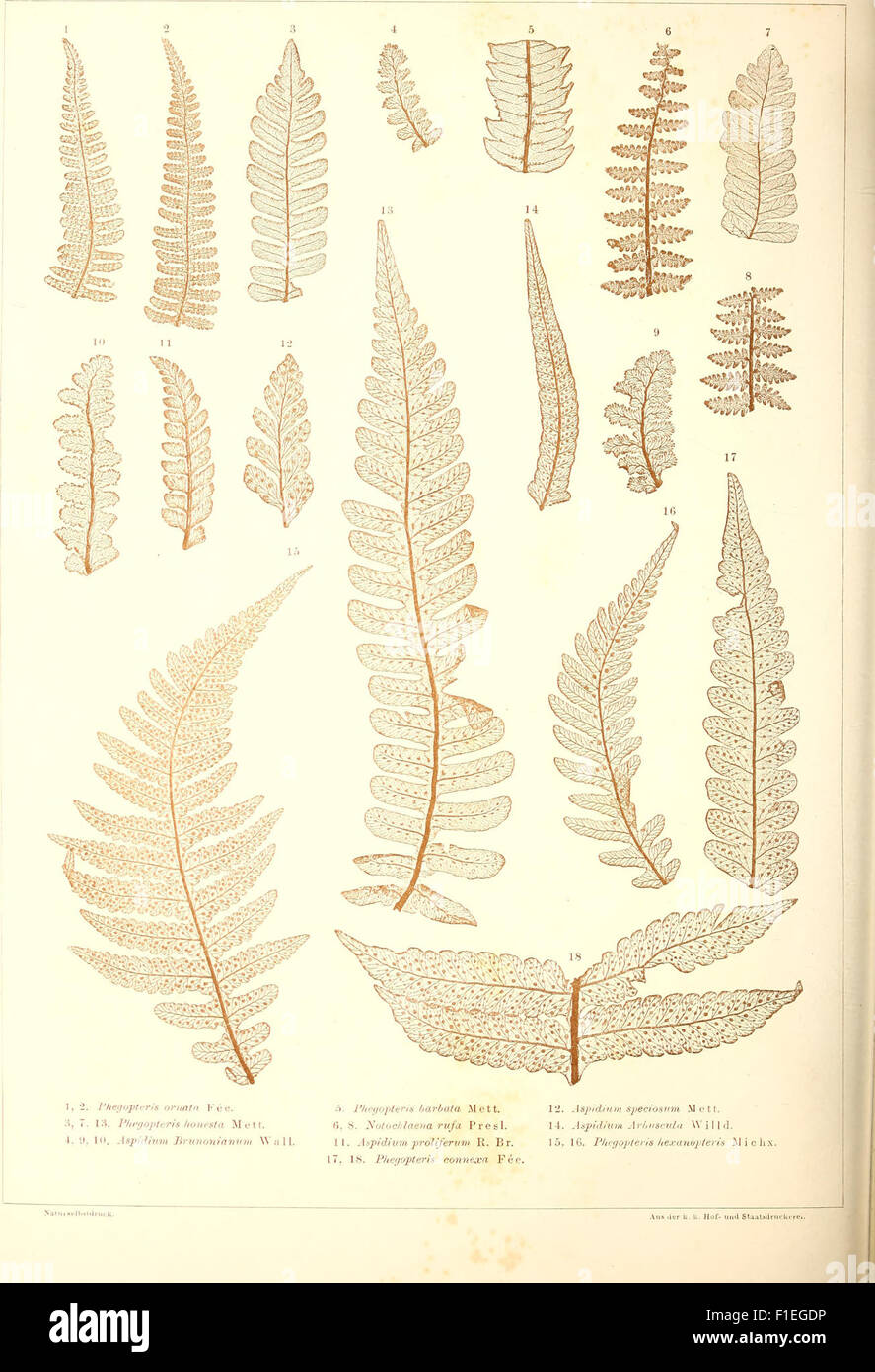 This 1865 Publication Examines Modern Ferns And Fossilized Remains Focusing On Their