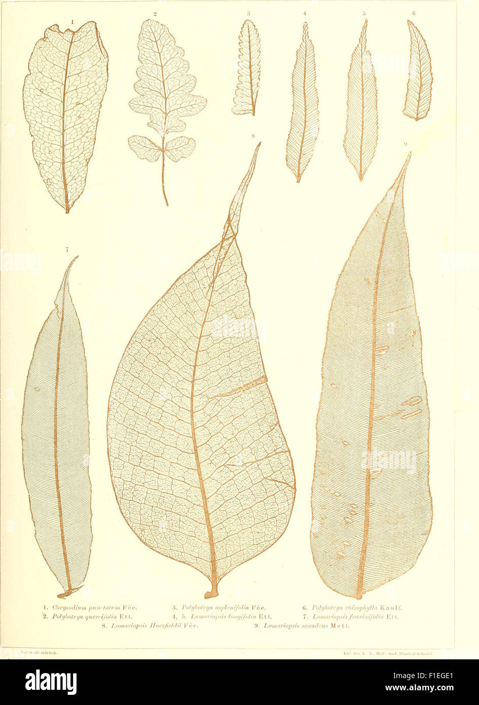 This 1865 work focuses on the study of ferns and their fossilized ...