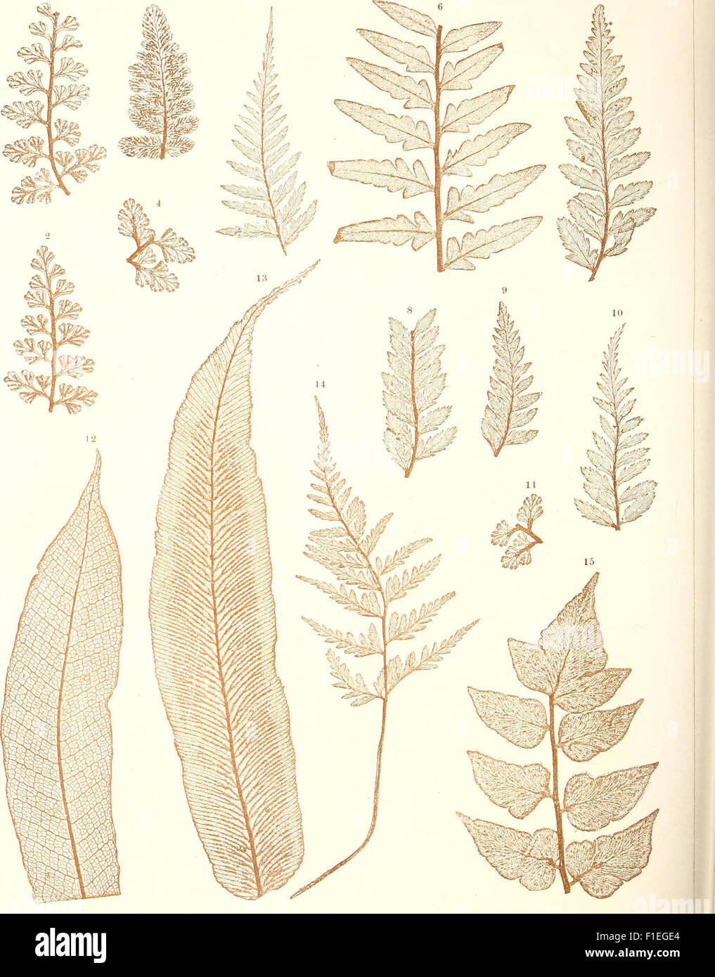 This 1865 work focuses on the study of ferns and their fossilized ...