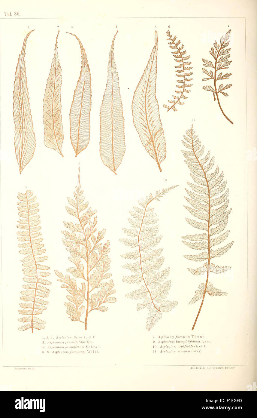 This German work from 1865 explores the ferns and related plants ...