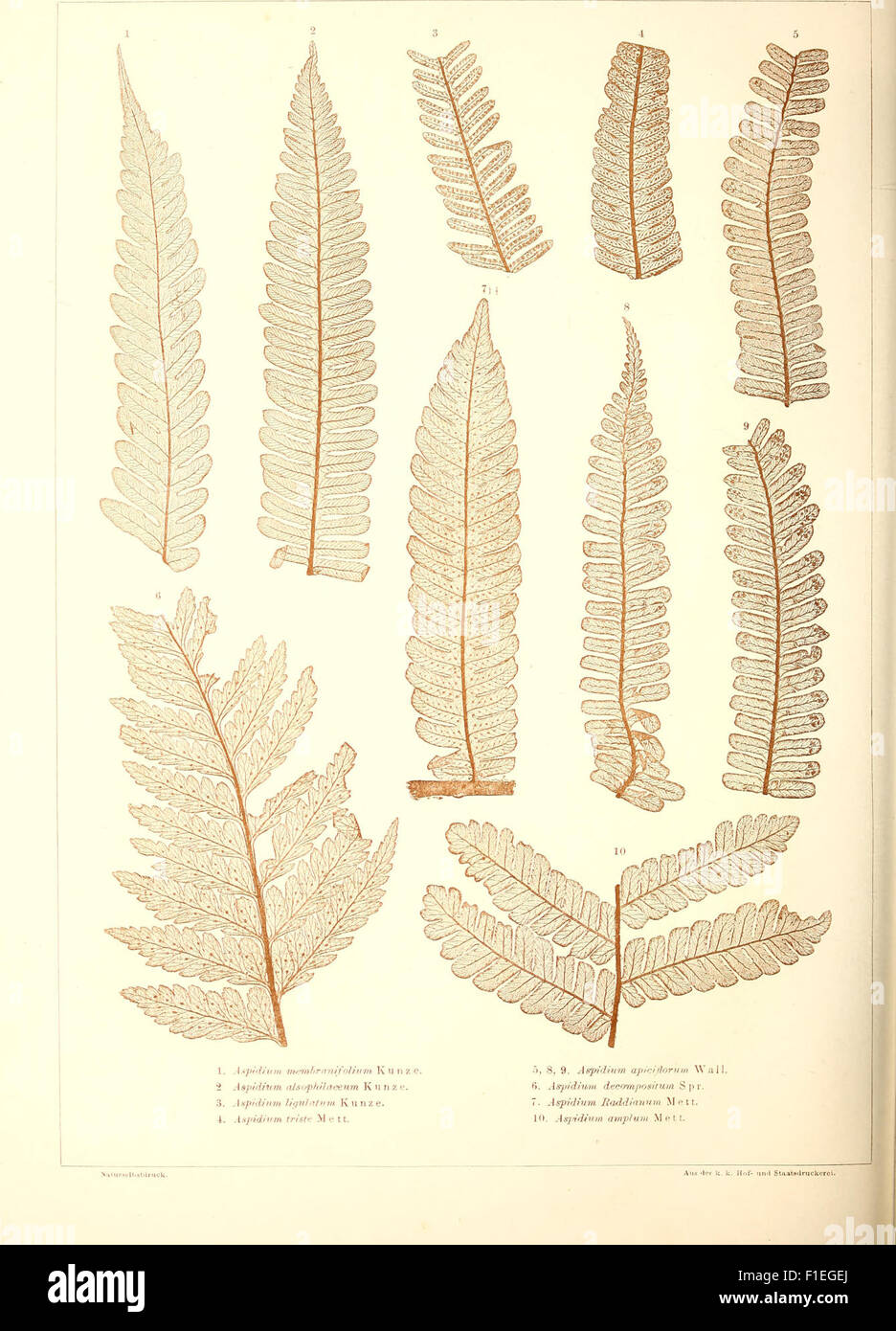 This 1865 work investigates ferns and their fossilized remains found in ...