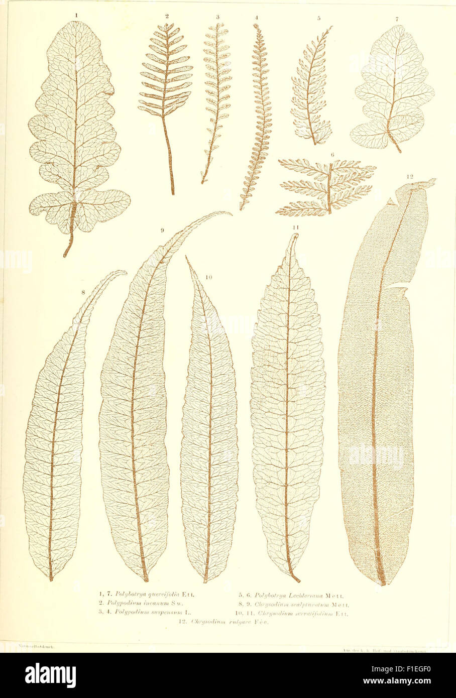 This 1865 work focuses on the study and classification of ferns and ...