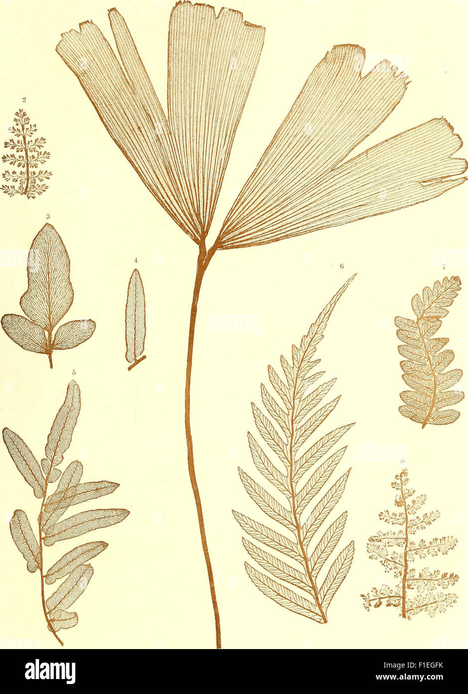 This 1865 Work Explores Ferns And Their Fossilized Remains Focusing On The Identification And