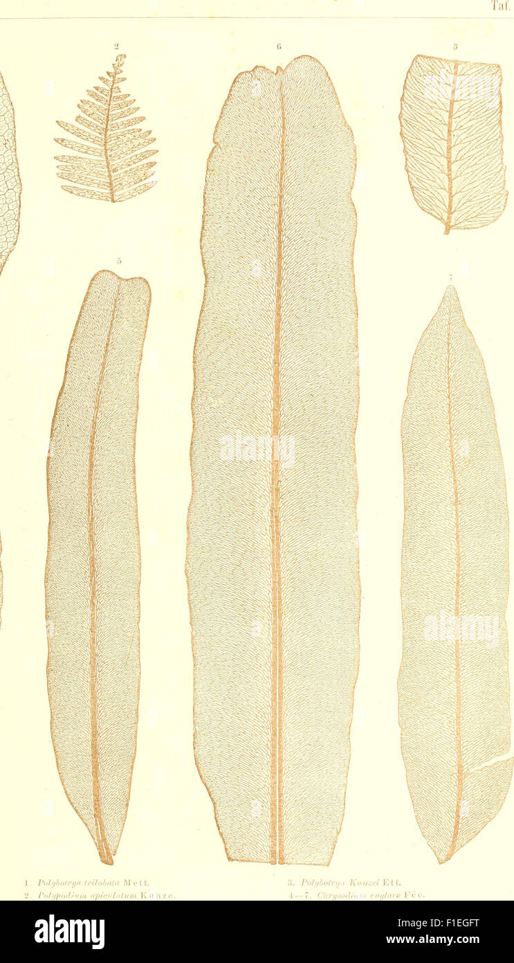 A 1865 study on ferns, examining their fossilized remains in geological ...