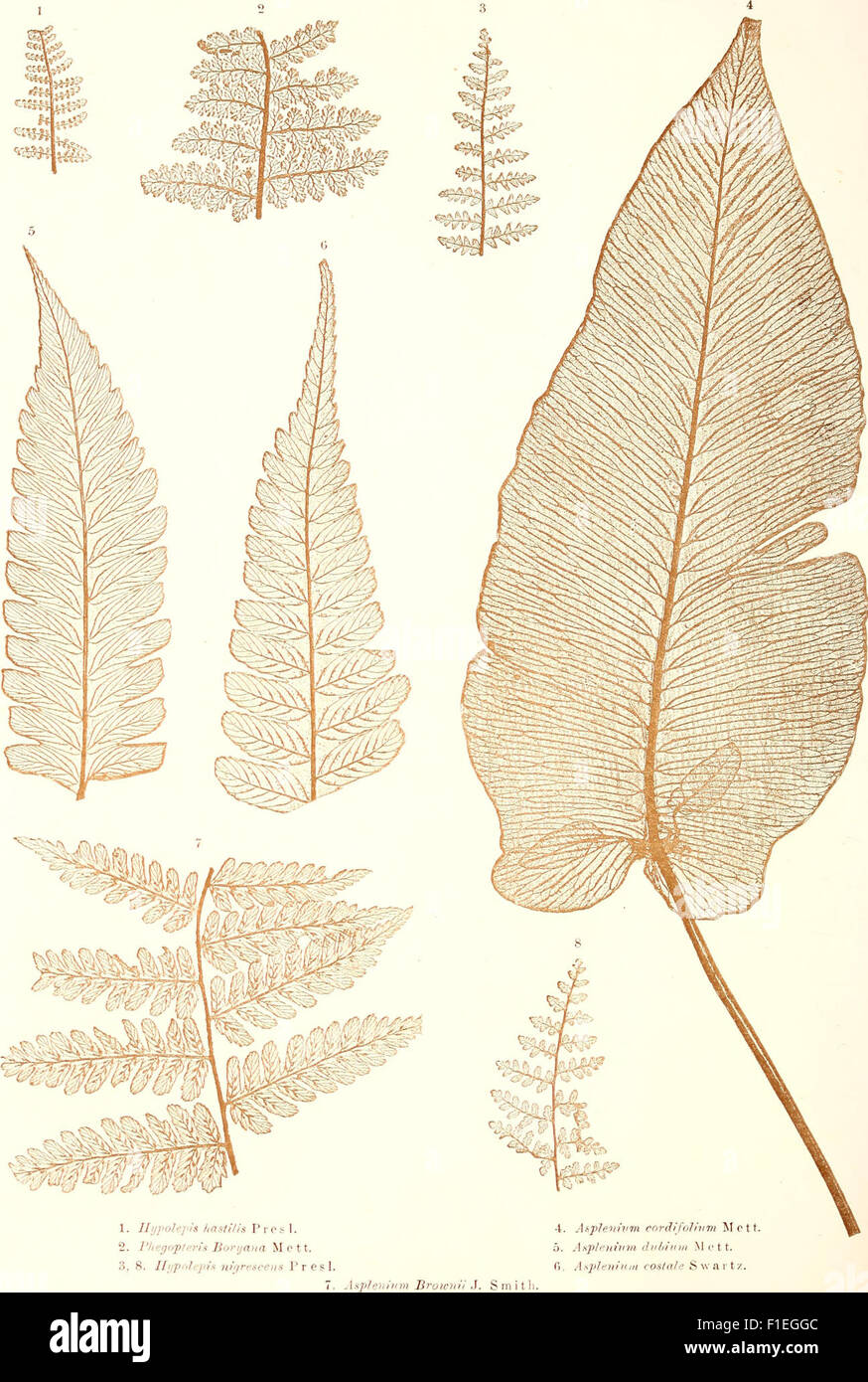 This 1865 text focuses on the study of ferns, examining fossilized ...