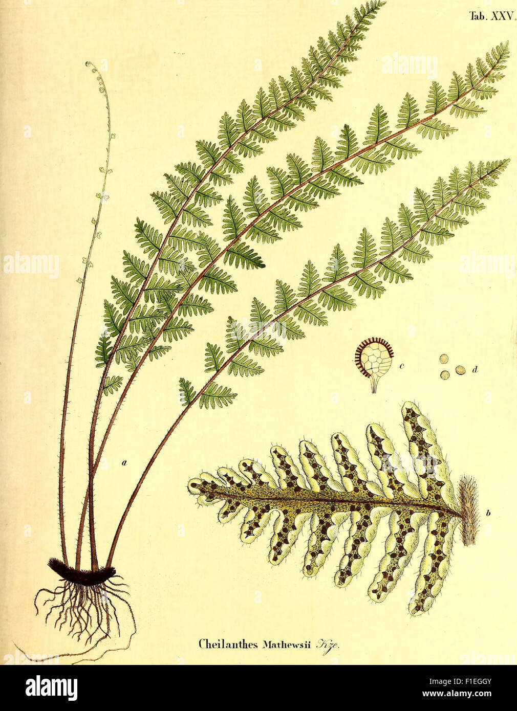 This 1840 work provides detailed, colorized illustrations of ferns ...