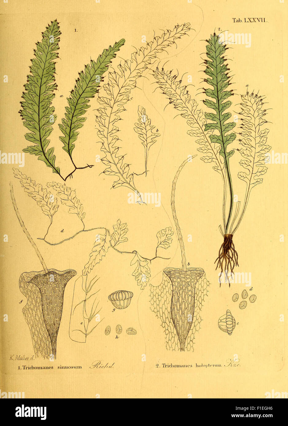 This German botanical work from 1840 features detailed and colorized ...