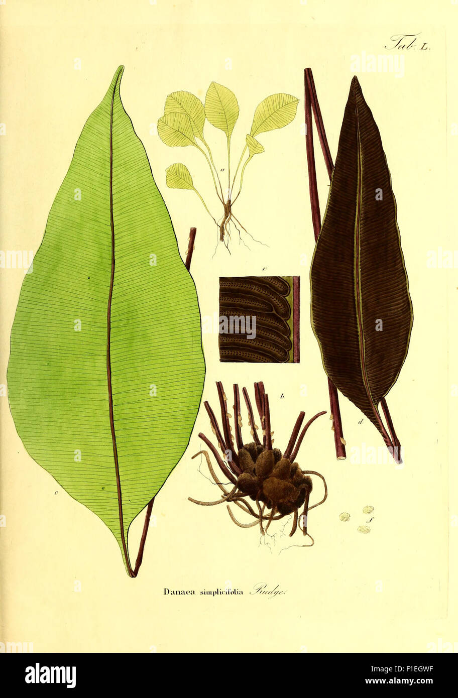 This 1840 German work offers detailed and accurate colored ...