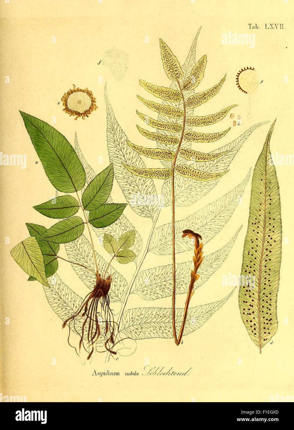 'Die Farrnkr,uter' (1840) is a German botanical book focusing on ferns ...