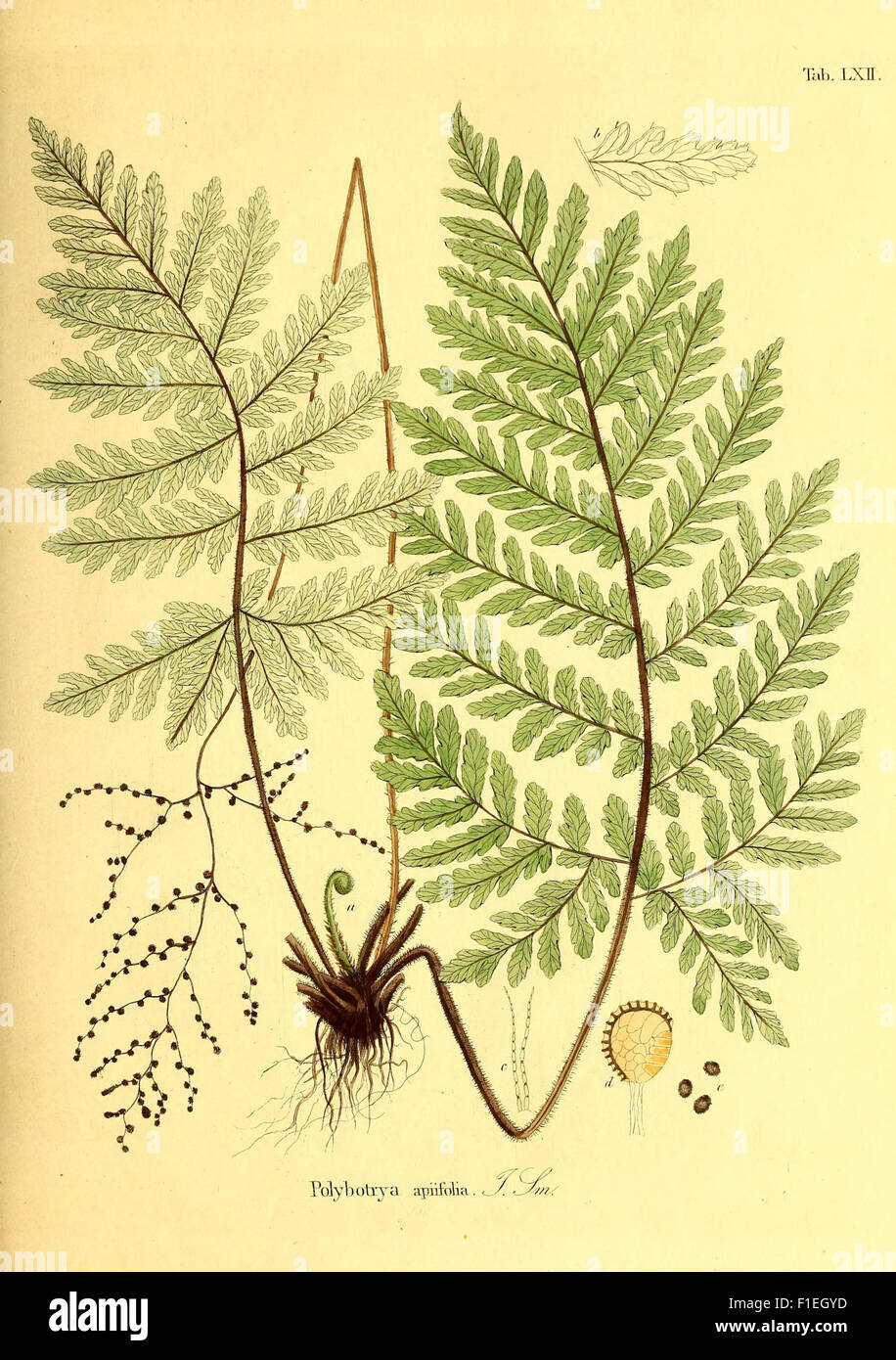 This 1840 work provides detailed, accurate color illustrations and ...