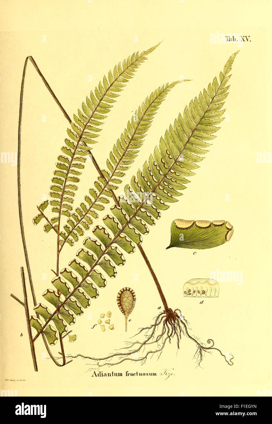 This 1840 work illustrates and describes ferns in accurate, detailed ...