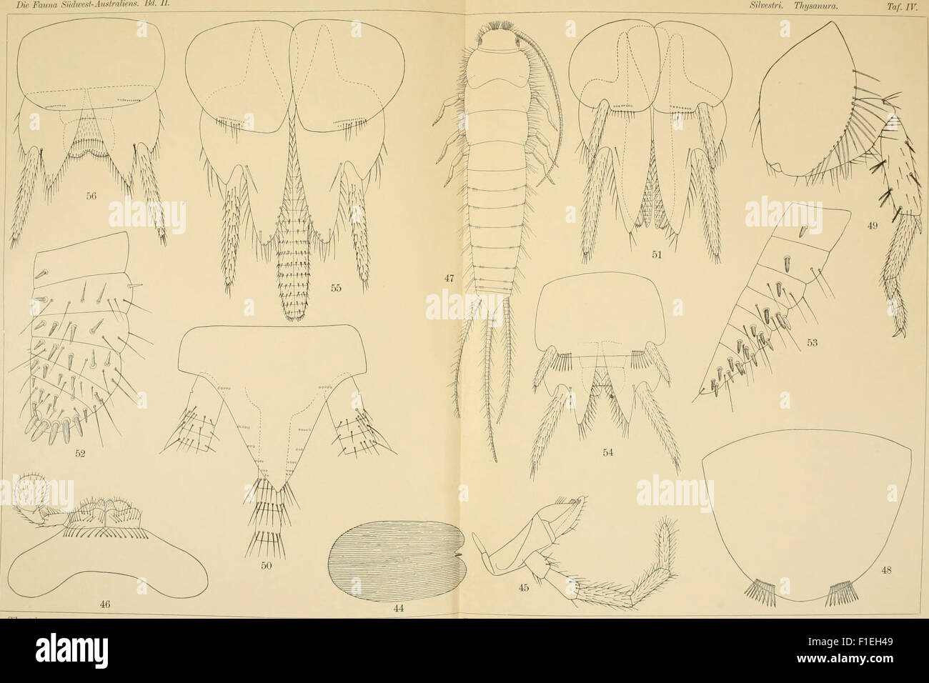 Die Fauna südwest-Australiens. Ergebnisse der Hamburger südwest ...