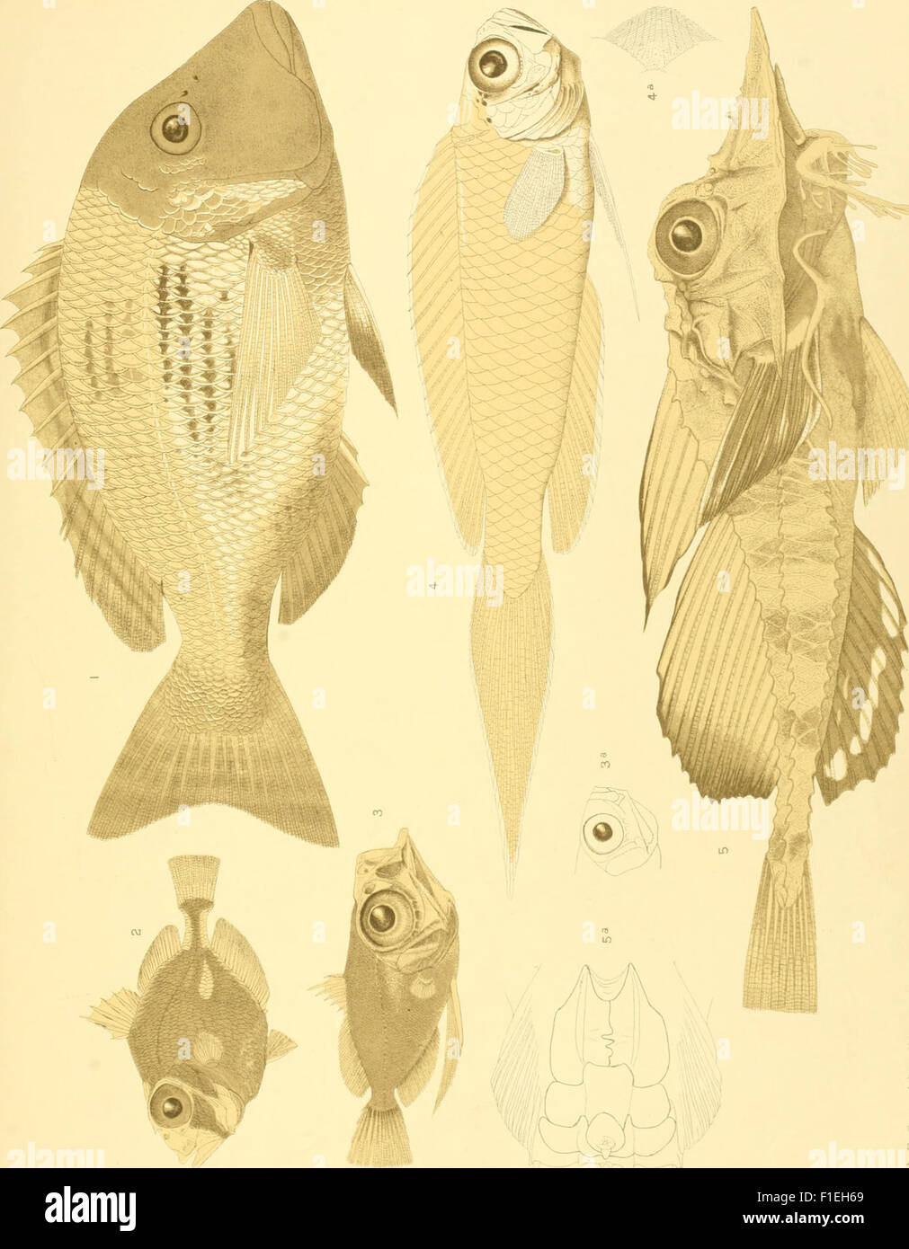 This scientific work documents the fish species discovered during the ...