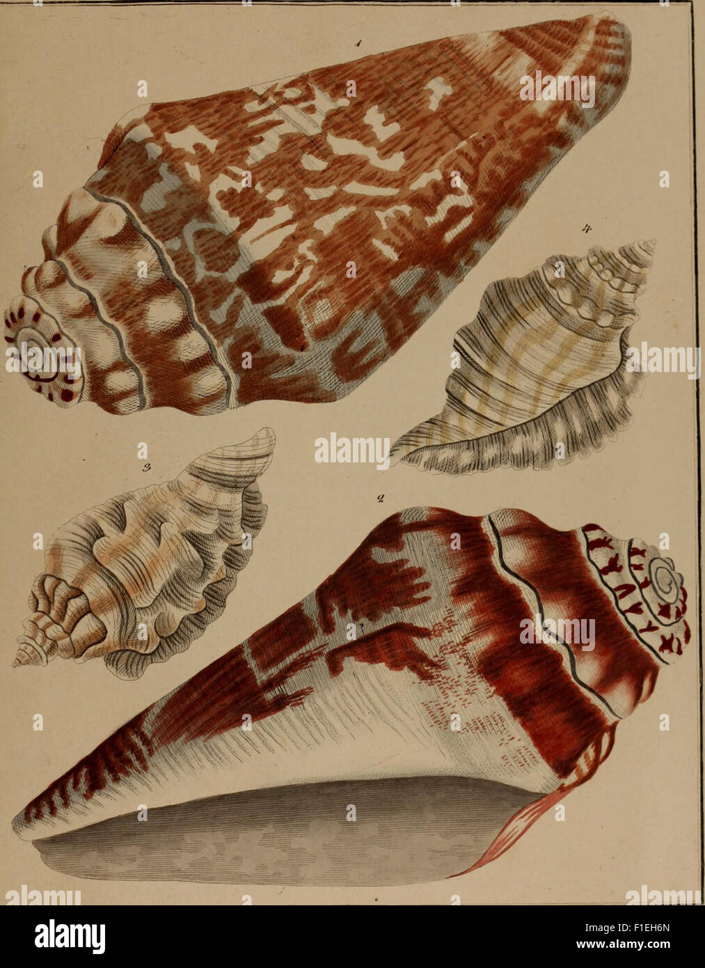 *Die Flügelschnecken (Strombea)* (1845) is a botanical and zoological ...