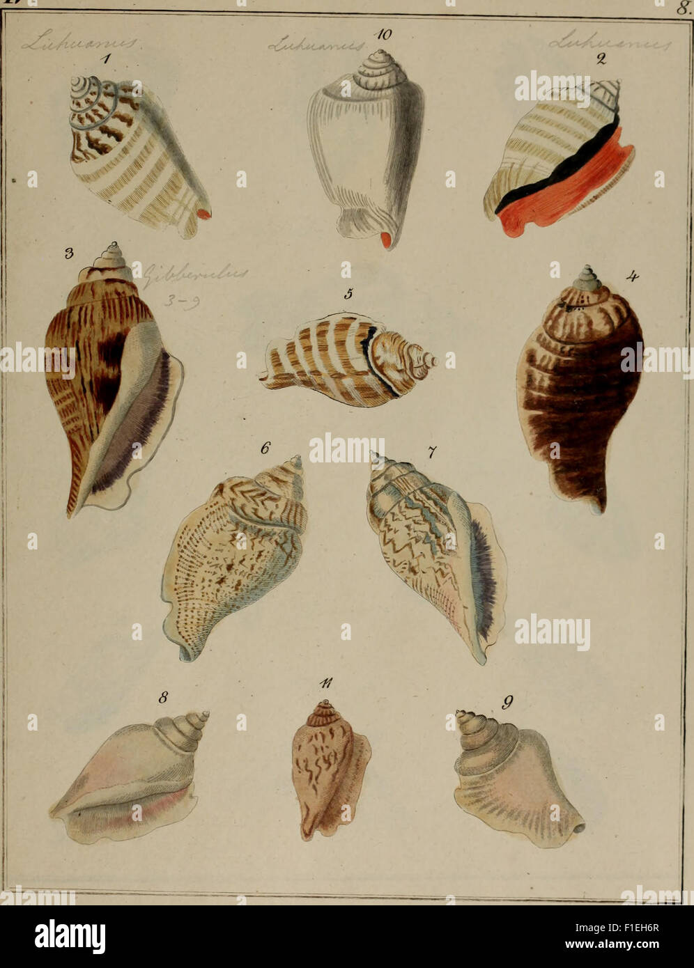 This 1845 work focuses on the Strombea genus of winged snails, offering ...