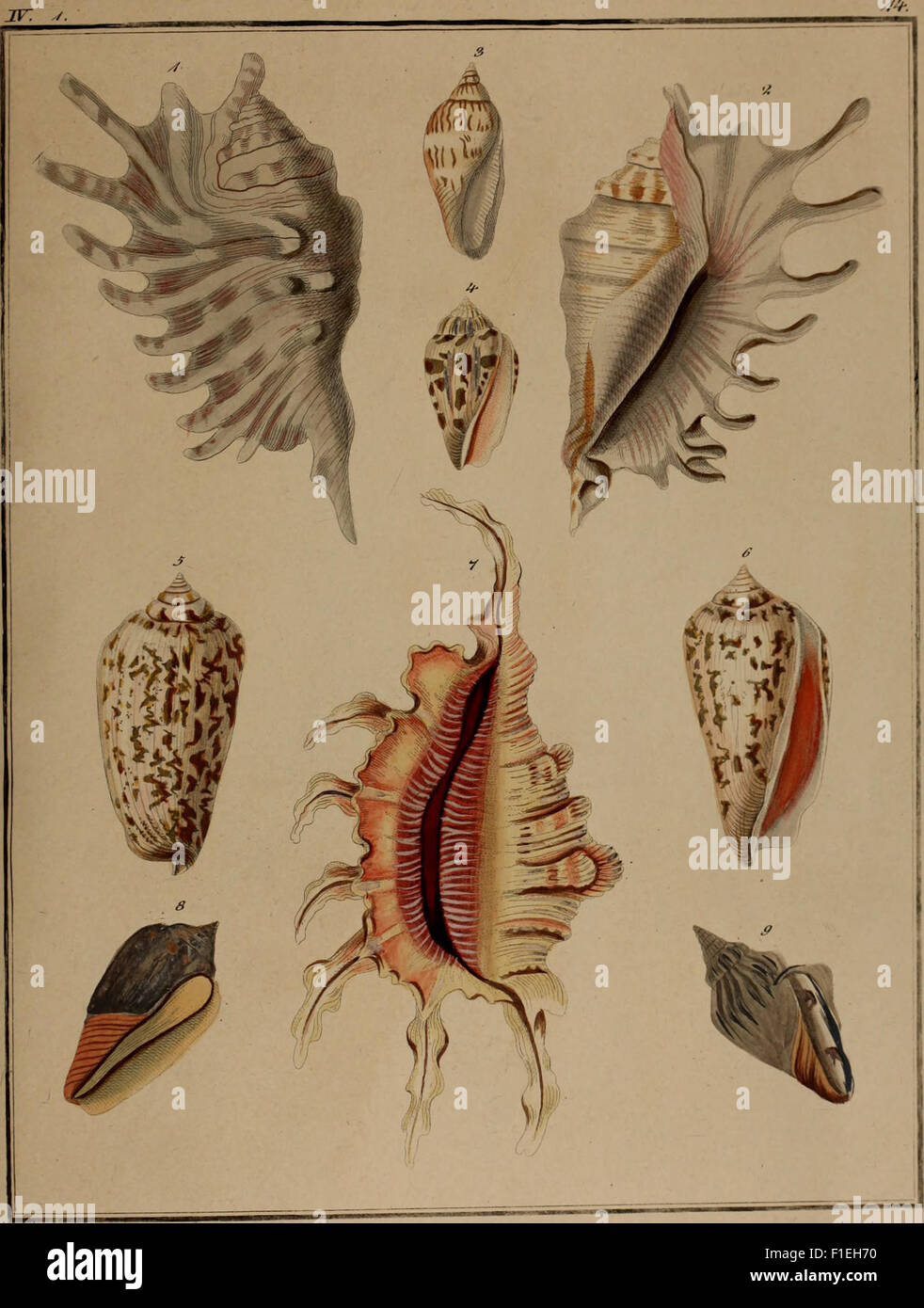 *Die Flügelschnecken* (Strombea) presents detailed illustrations and ...
