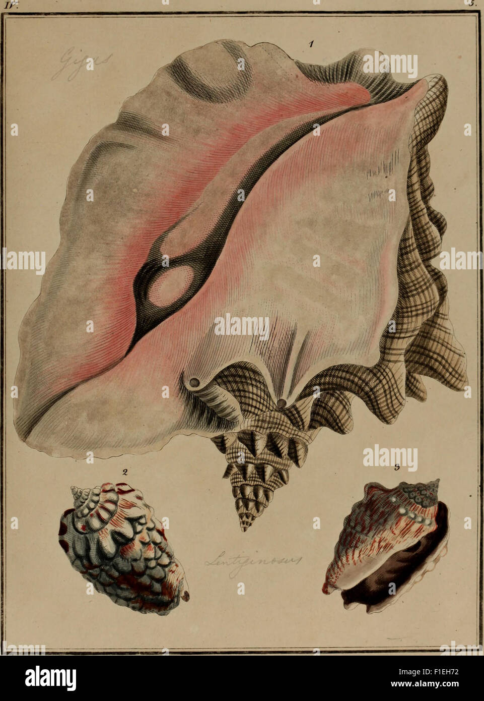 A detailed 1845 work on winged snails (Strombea), featuring ...